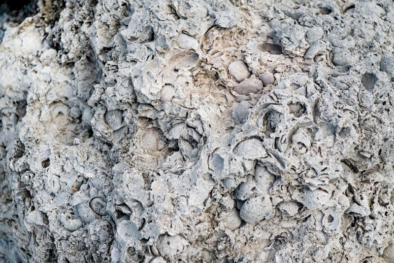 Limestone Slab with Shell Marks. Shell Rock Texture Stock Photo - Image ...