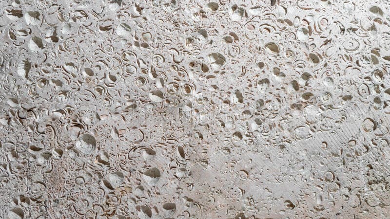 1,177 Limestone Shells Stock Photos - Free & Royalty-Free Stock Photos ...