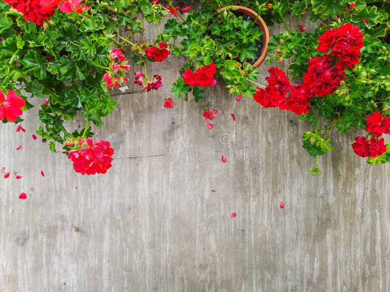 Light Background with Green and Red Flowers on Top Stock Image - Image ...