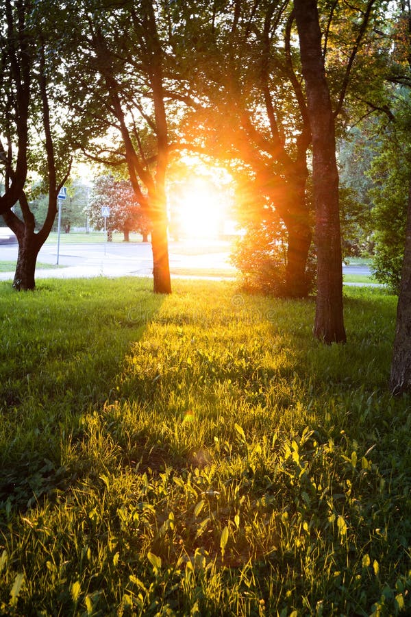 The Light of Low Sun on Sunset Shining through Some Trees and Leaving ...