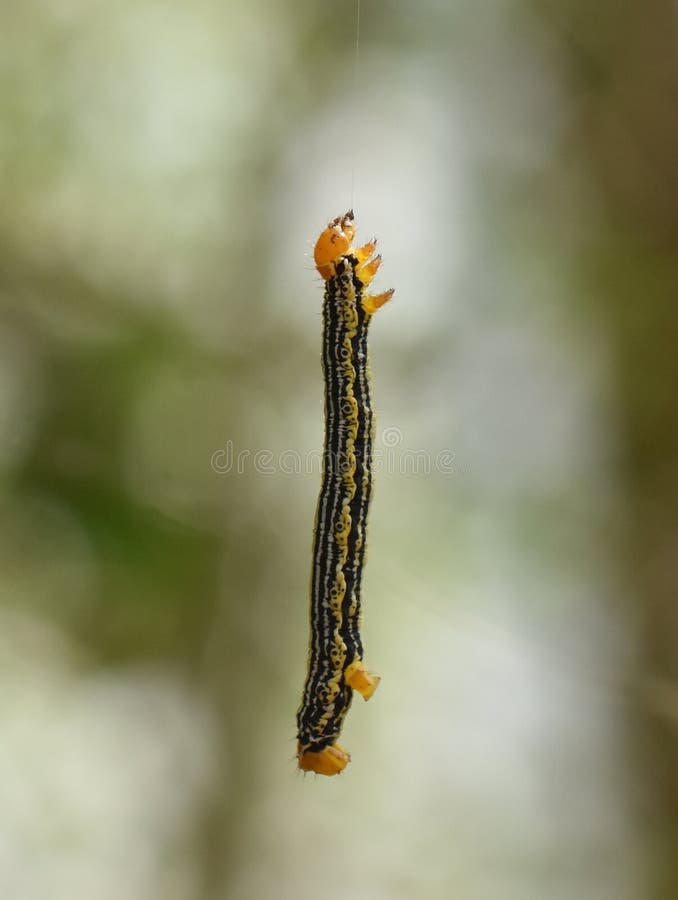The Light Magpie Moth Larvae Stock Image - Image of thread, silk: 341856857