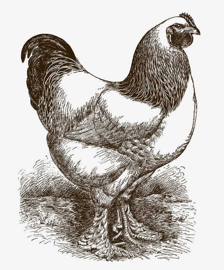 Rooster Brahma Chicken Stock Illustrations – 64 Rooster Brahma Chicken ...