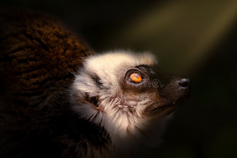 Into the Light. Male of White-fronted Lemur, Eulemur Albifrons, Looking ...