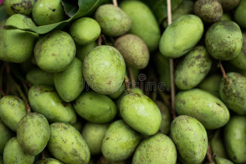 Light Mango, Sour Mango, Mango Species Native Stock Image - Image of ...