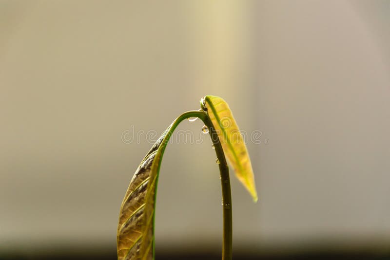 Light mango trees growing stock photo. Image of growing - 98645386