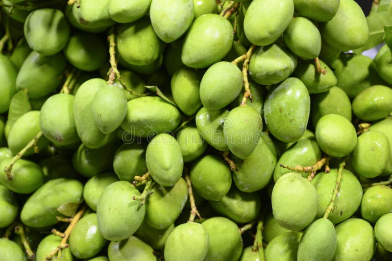 Light mango varieties stock photo. Image of natural - 164136180