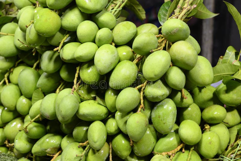 Light mango varieties stock photo. Image of delicious - 164136220