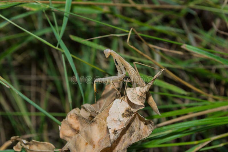 Light Mantis. Mantis Sits on a Dry Leaf on a Background of Green Grass ...