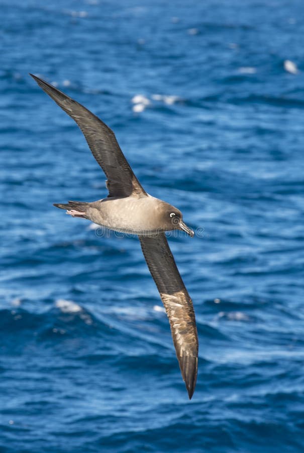 Light-mantled Sooty Albatross Phoebetria Palpebrata in Flight Against a ...