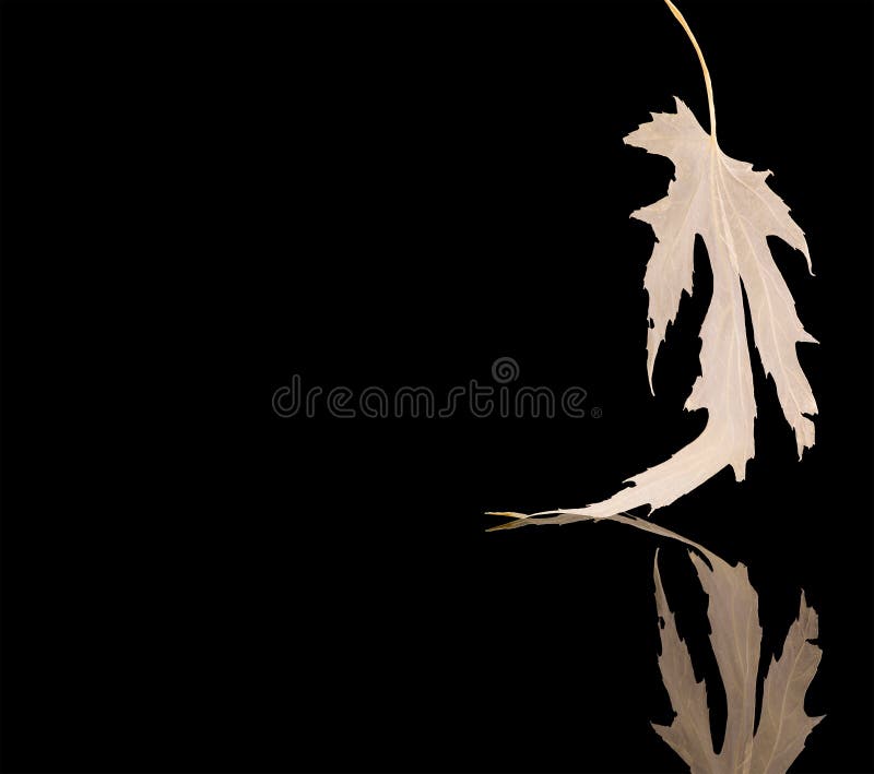 Skeleton Reflection in Puddle Stock Photo - Image of skeleton, surreal ...