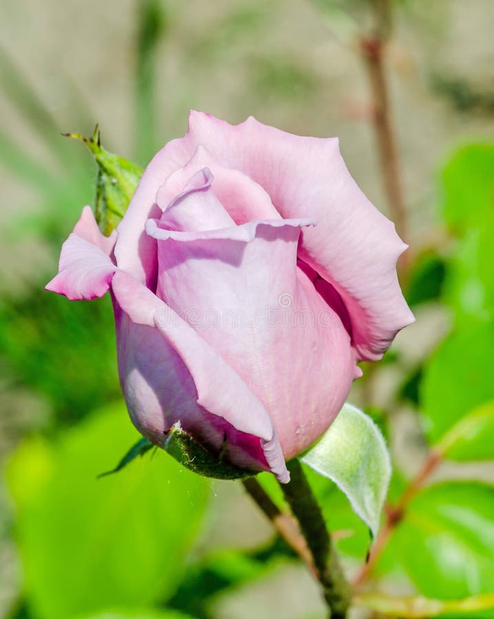 Light mauve rose on branch stock photo. Image of white - 42186614