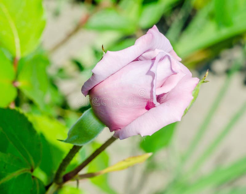 Light mauve rose on branch stock photo. Image of aroma - 42186636