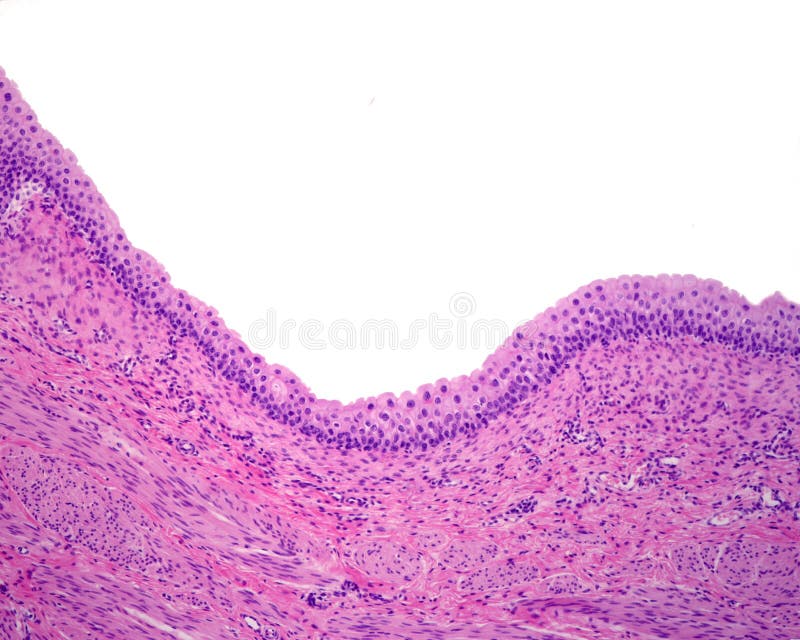 Urinary bladder layers stock image. Image of transitional - 324197849
