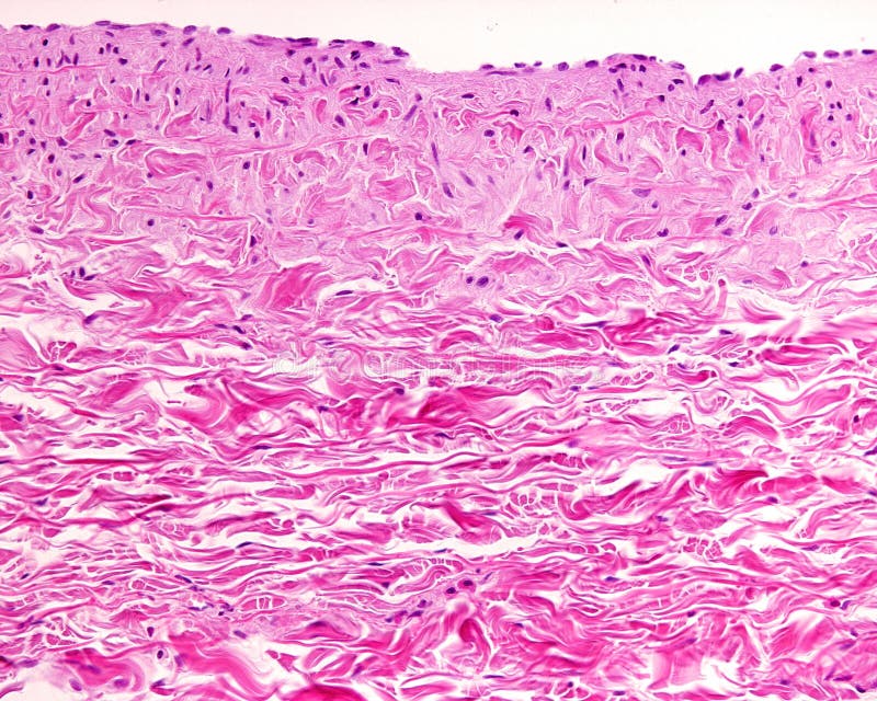 Vein wall layers stock photo. Image of system, histological - 324197878