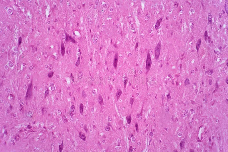 Spinal Cord Tissue Slide