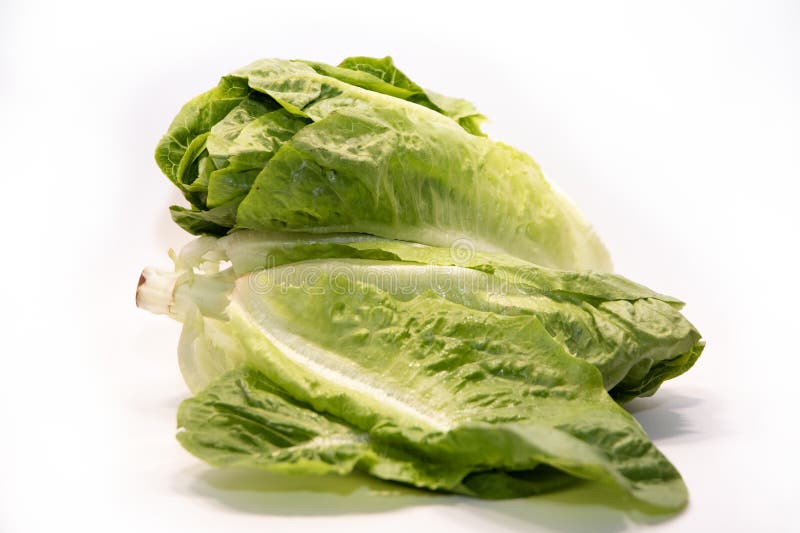 Light mini romaine lettuce stock photo. Image of healthy - 370073470