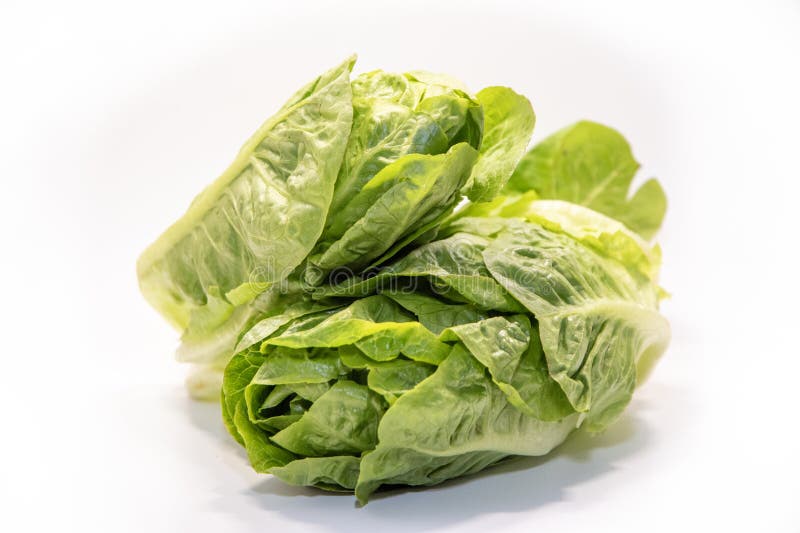 Light mini romaine lettuce stock image. Image of healthy - 372471769