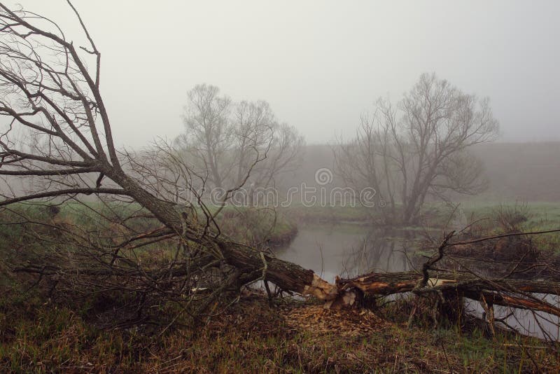 Light mist stock photo. Image of water, canadian, yellow - 83257124