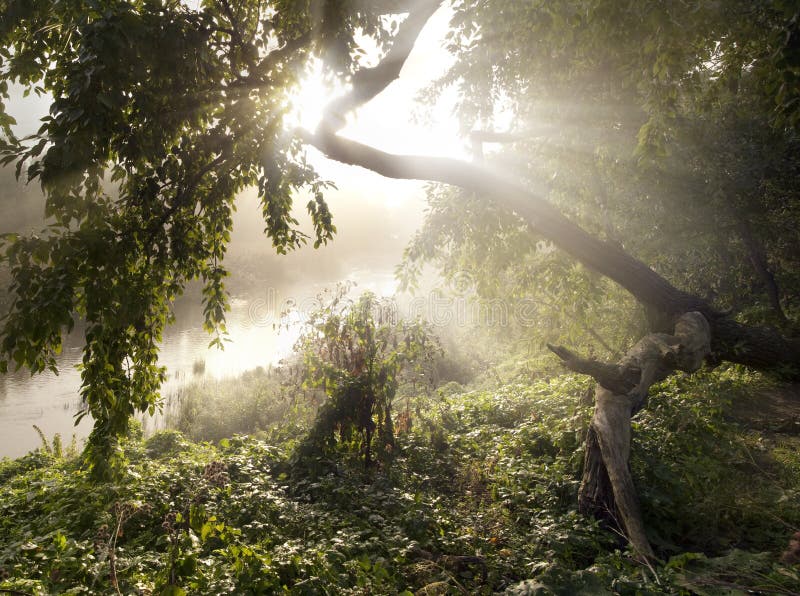 The Light in the Misty Morning Stock Image - Image of mysticism, tree ...