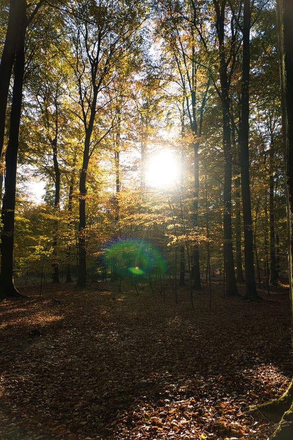 Light Mood in Autumn in a Deciduous Forest Stock Image - Image of tree ...