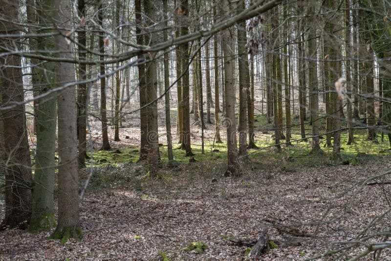 Light mood in the forest stock image. Image of forrest - 211448571