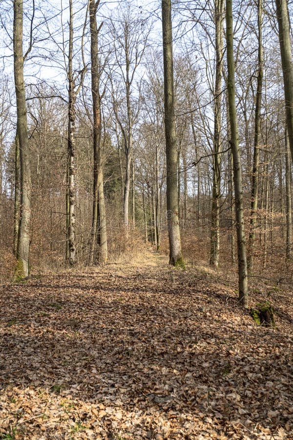 Light mood in the forest stock image. Image of europe - 211448943