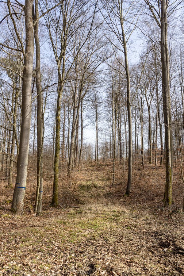 Light mood in the forest stock photo. Image of beautiful - 211448986