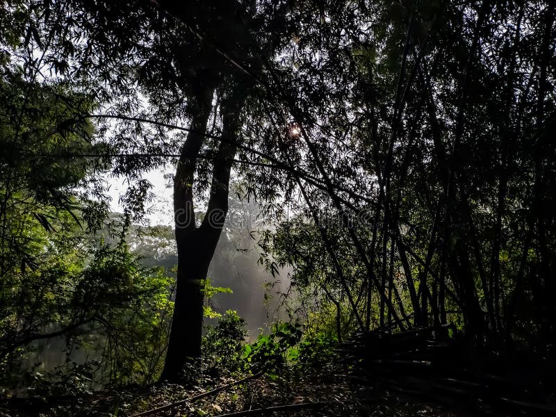 The Light of the Morning Sun is Falling on the Ground through the Gaps ...