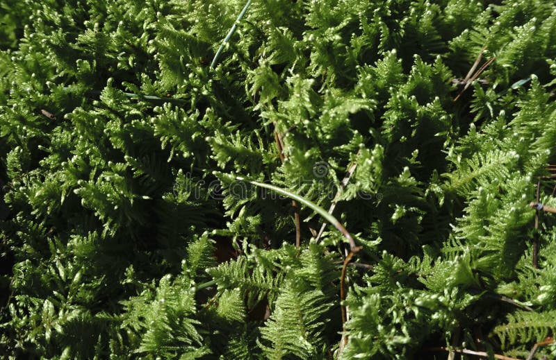 Light Moss Green Background in on it Stock Photo - Image of leaf ...