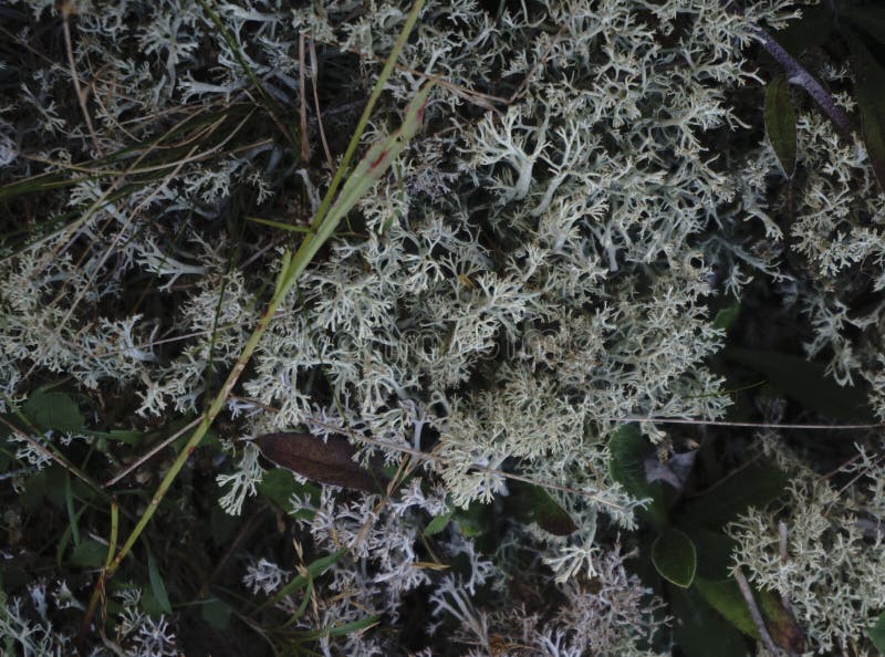 Light Moss Green Background he is from. Stock Photo - Image of ground ...