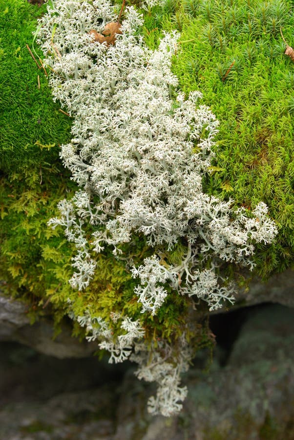 Light Moss on the Stone. Beautiful Texture Moss. Stock Image - Image of ...