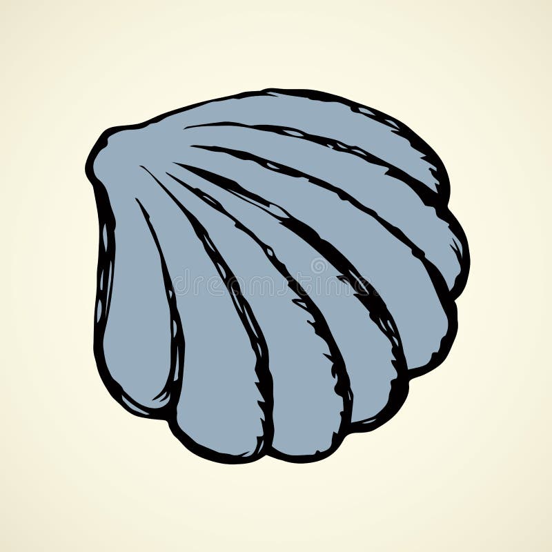 Sketch of a sea shell stock illustration. Illustration of sketch - 43007087