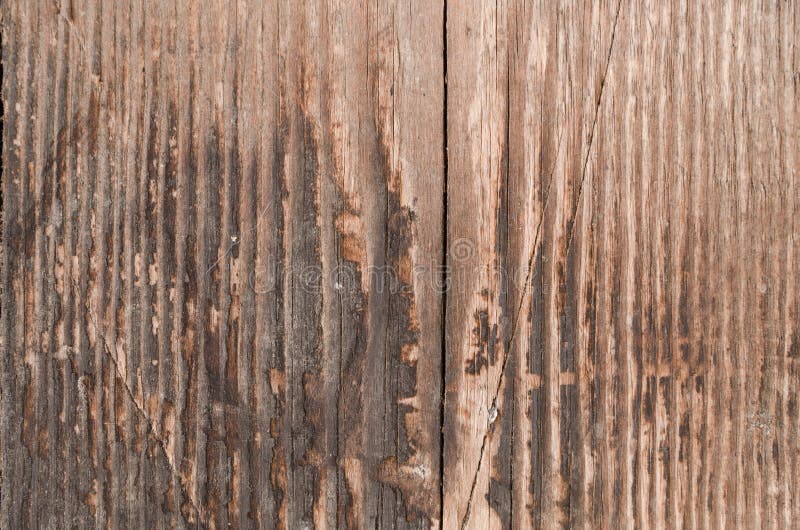 Light Natural Color of a Wooden Texture Stock Photo - Image of tree ...
