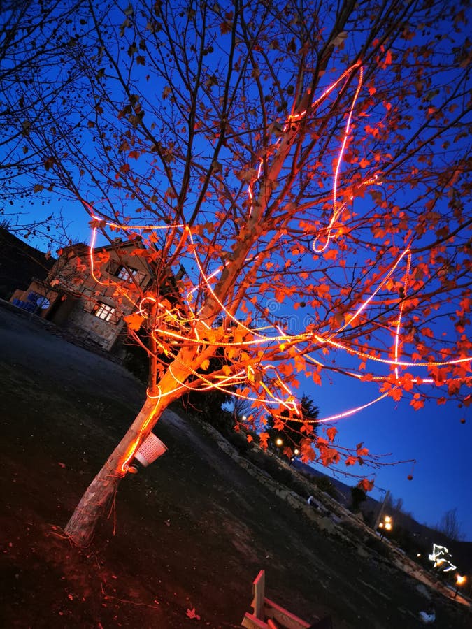 Light Night Nature Sky Red Tree Life Stock Image - Image of life ...