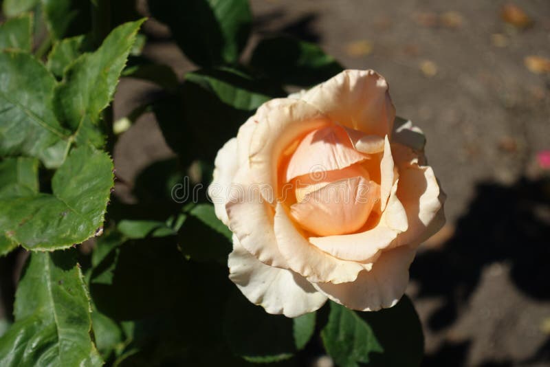 Light Orange Flower of Rose in August Stock Photo - Image of bush ...