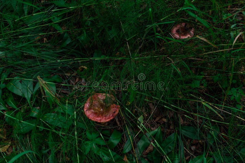 Pink toadstool stock image. Image of fall, grass, toadstool - 10799609