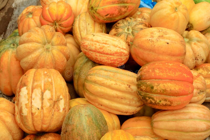Light orange pumpkins stock image. Image of natural, market - 11258283
