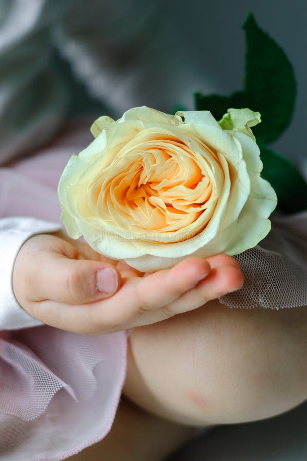 Light Orange Rose in the Child S Hands. Vertical Orientation Stock ...
