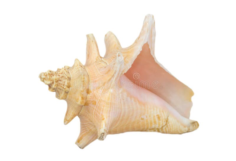 Ribbed Cantharus Seashell stock image. Image of aquatic - 29340081