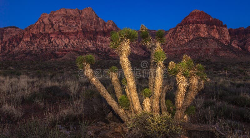 Light Painted Joshua Tree stock photo. Image of cactus - 31329854