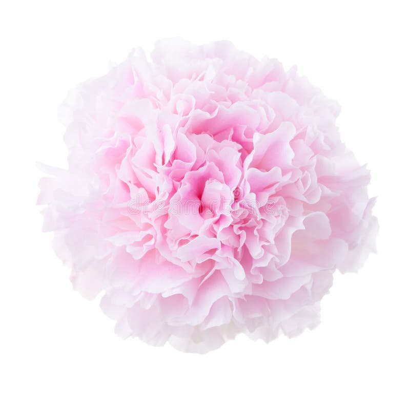 Light Pale Pink Peony Isolated on White Background. Close-up Stock ...