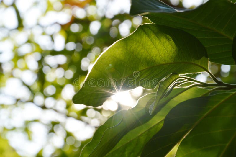Light Pass through the Leaf Stock Image - Image of green, tree: 49818955