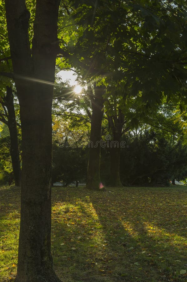 Light Passing through the Tree Stock Image - Image of painting ...