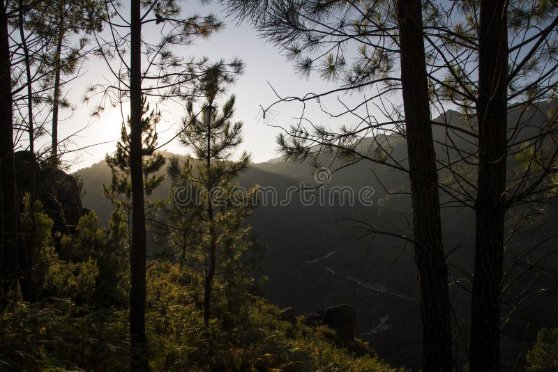 Light Passing through the Trees Stock Image - Image of mountain ...