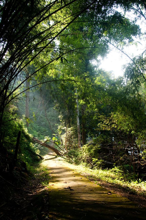 Light on the path stock photo. Image of adventure, bright - 17466596