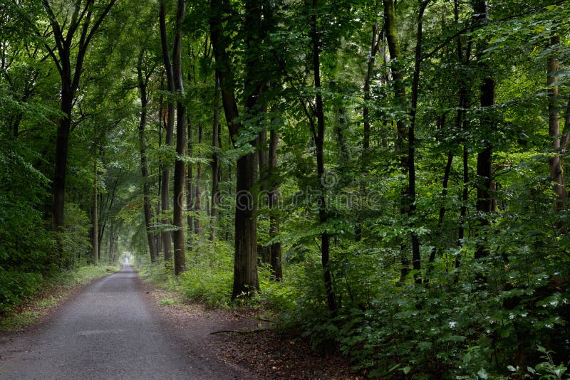 Light Path through a Dark, Dense Forest Stock Image - Image of summer ...