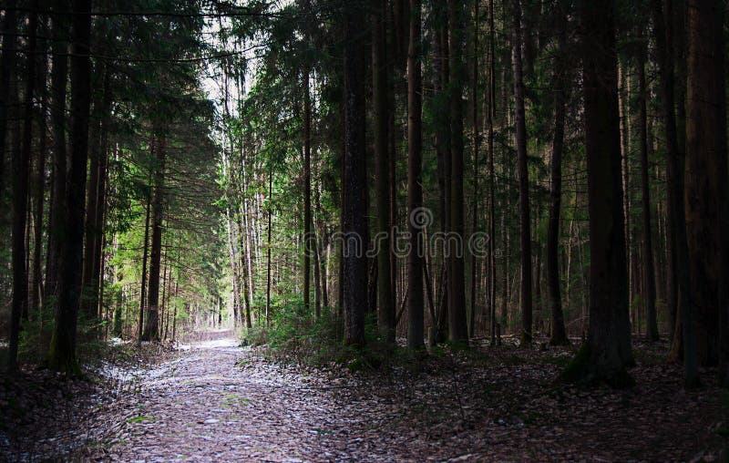 Light Path in a Dark Forest Stock Photo - Image of trees, spring: 91129280