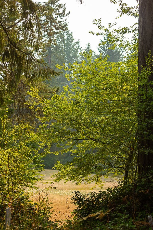Light Path between Deep Green Trees Stock Photo - Image of landscape ...