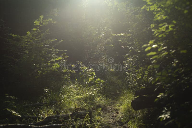 Light on Path in Forest. Light in Forest Stock Image - Image of path ...