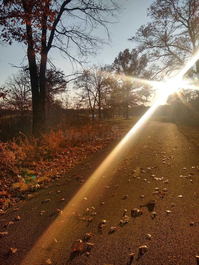 Light on Path through Trees Stock Image - Image of light, nature: 171292465
